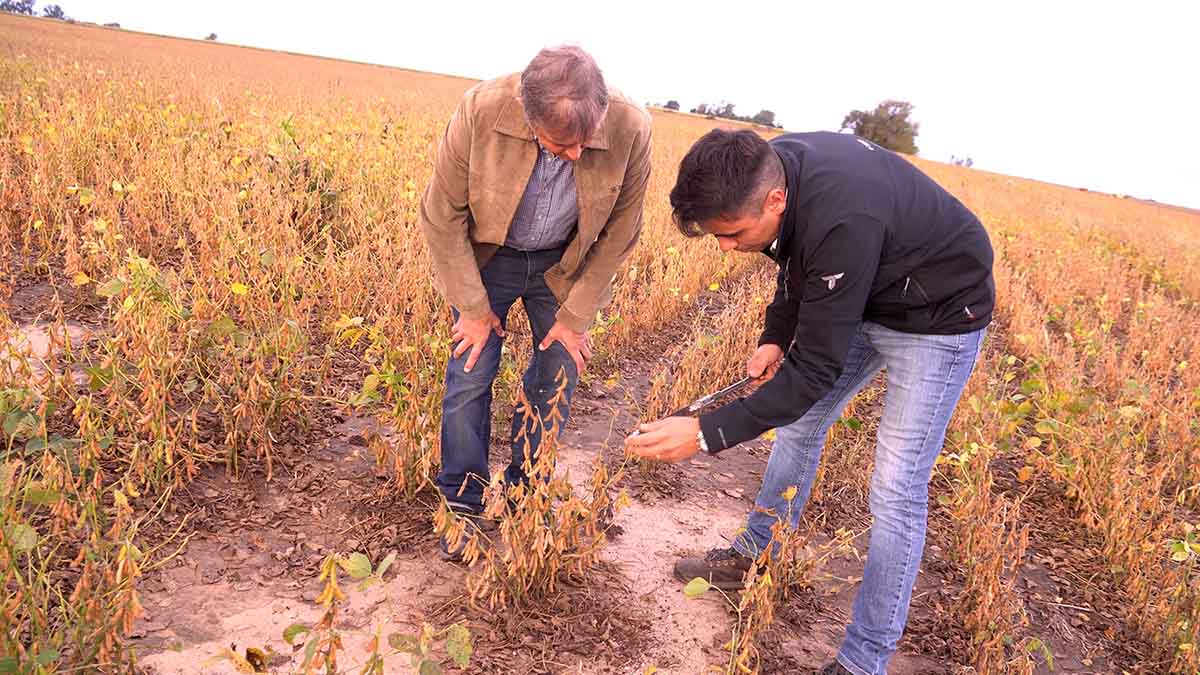 Un bioactivador de suelos mejora las propiedades físicas, químicas y ...